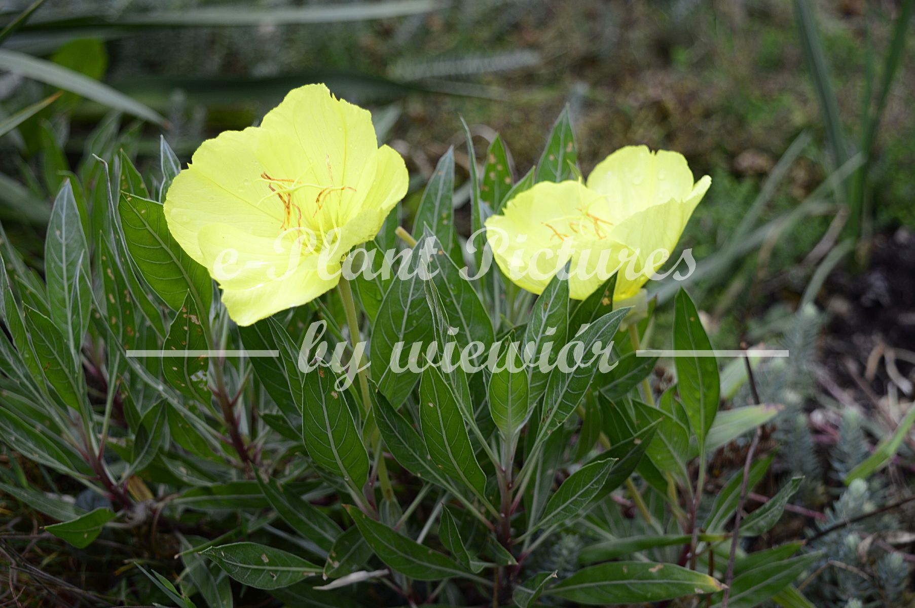 Oenothera macrocarpa – e-Plant Pictures