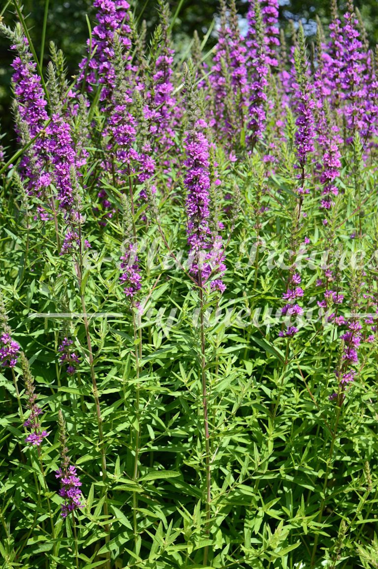 Lythrum salicaria – e-Plant Pictures
